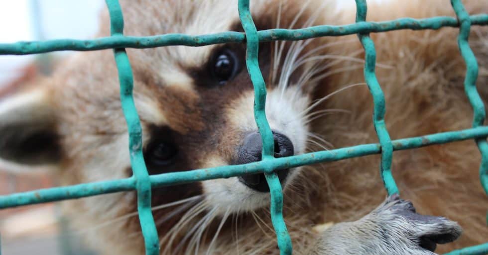 Stop Bullying the Raccoon Dogs, CCP’s Cognitive Intervention in the ...