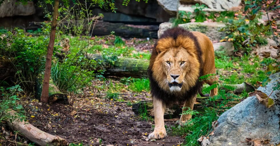 The courage to create: How Justin Verner turned his dream into reality ...